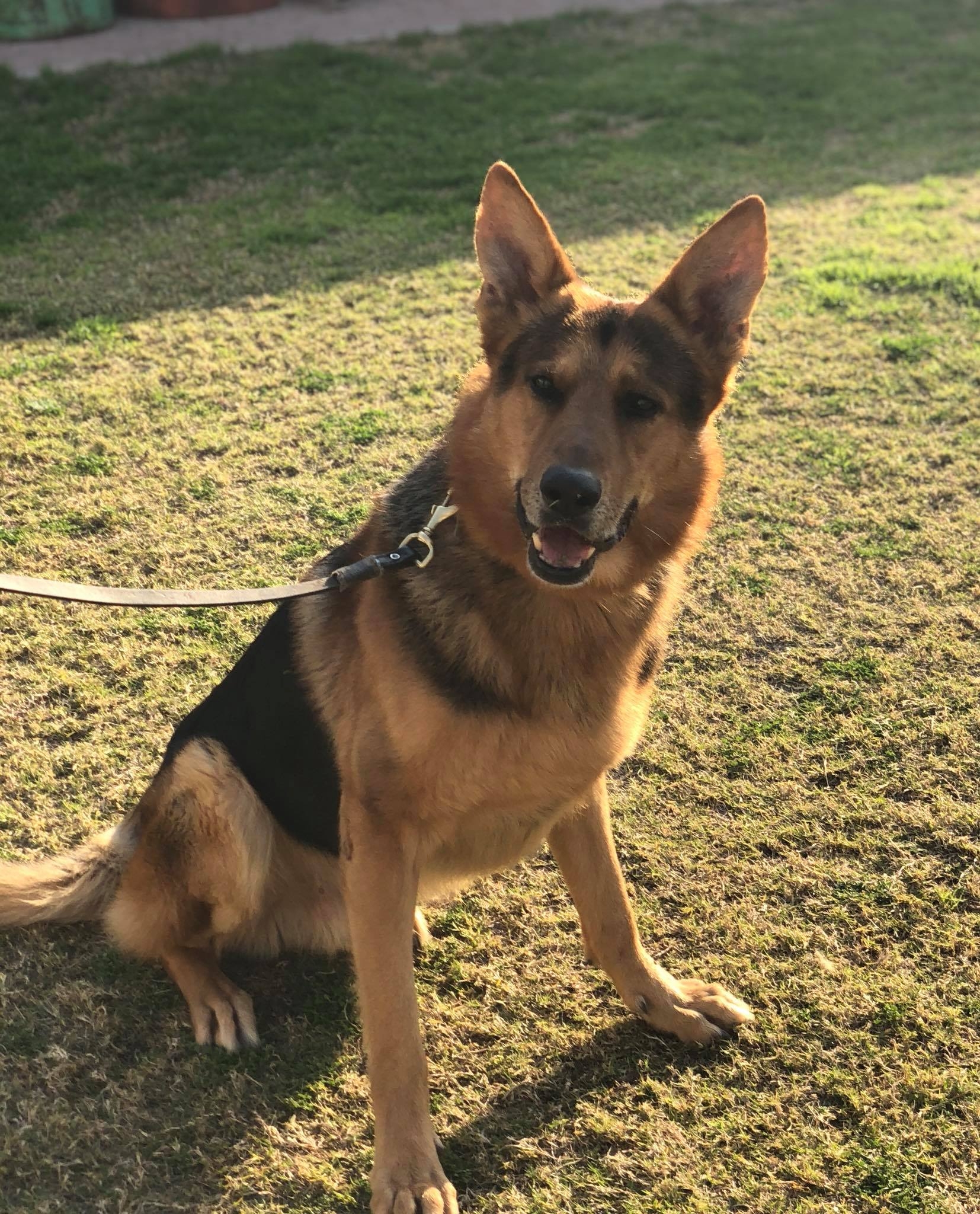 Mission K9 Rescue's Gallery