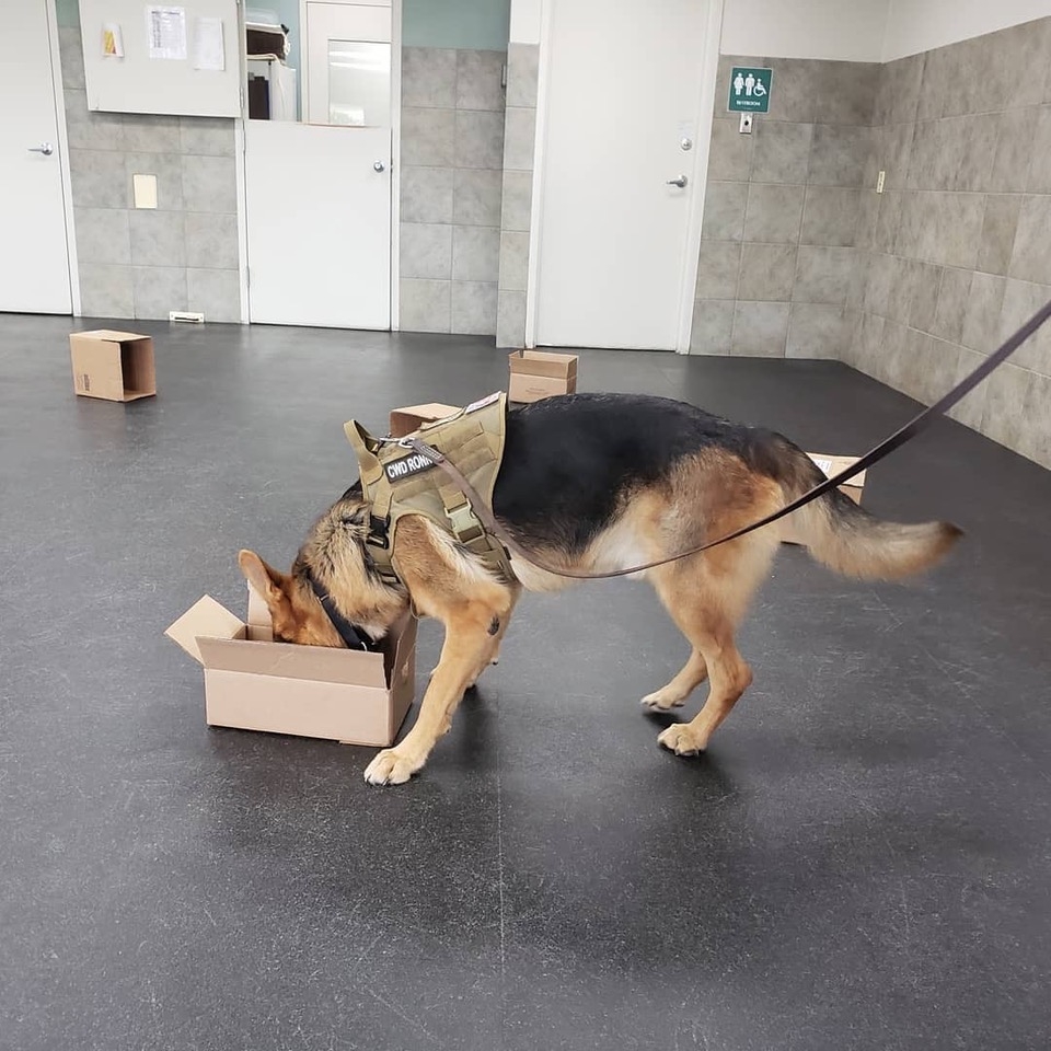 Mission K9 Rescue's Gallery